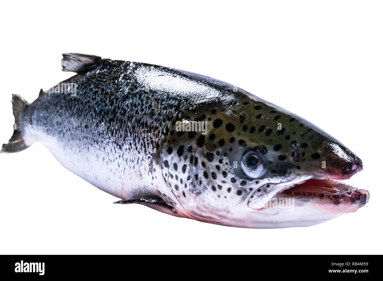 Salmon fish isolated on white background. Fresh wild salmon isolated on ...