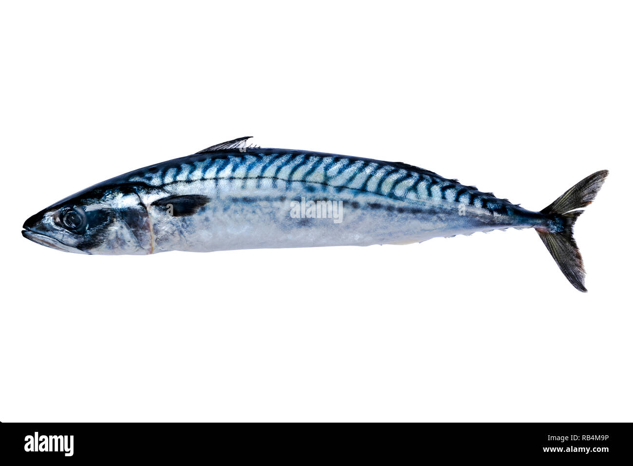 Mackerel fish isolated on white background. Frozen fish. iced atlantic ...