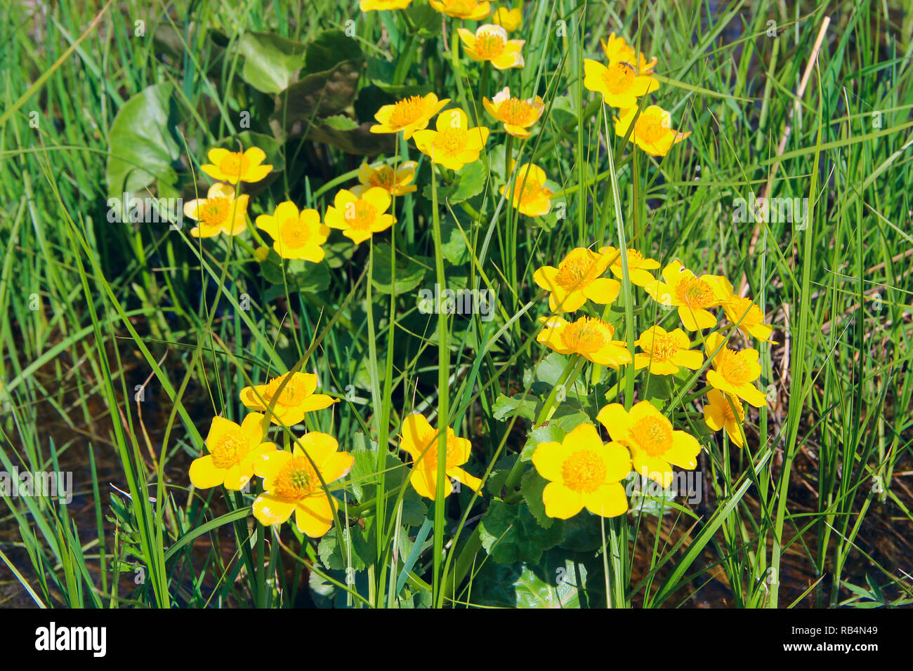 Marsh Marigold flowers.Caltha palustris growing in swamp. Spring ...