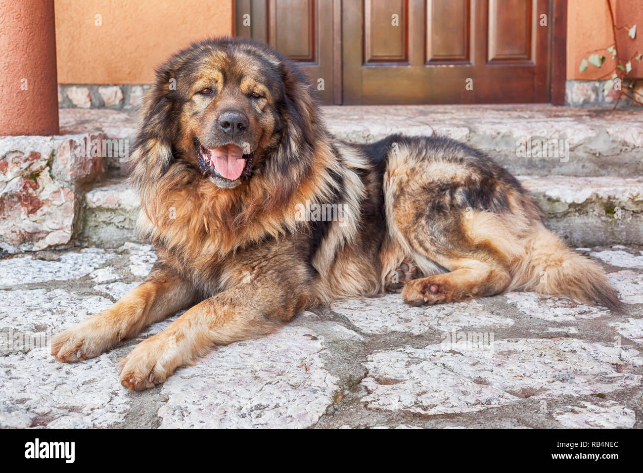 The oldest true Molosser in the World, Balkan Shepherd dog guarding the ...