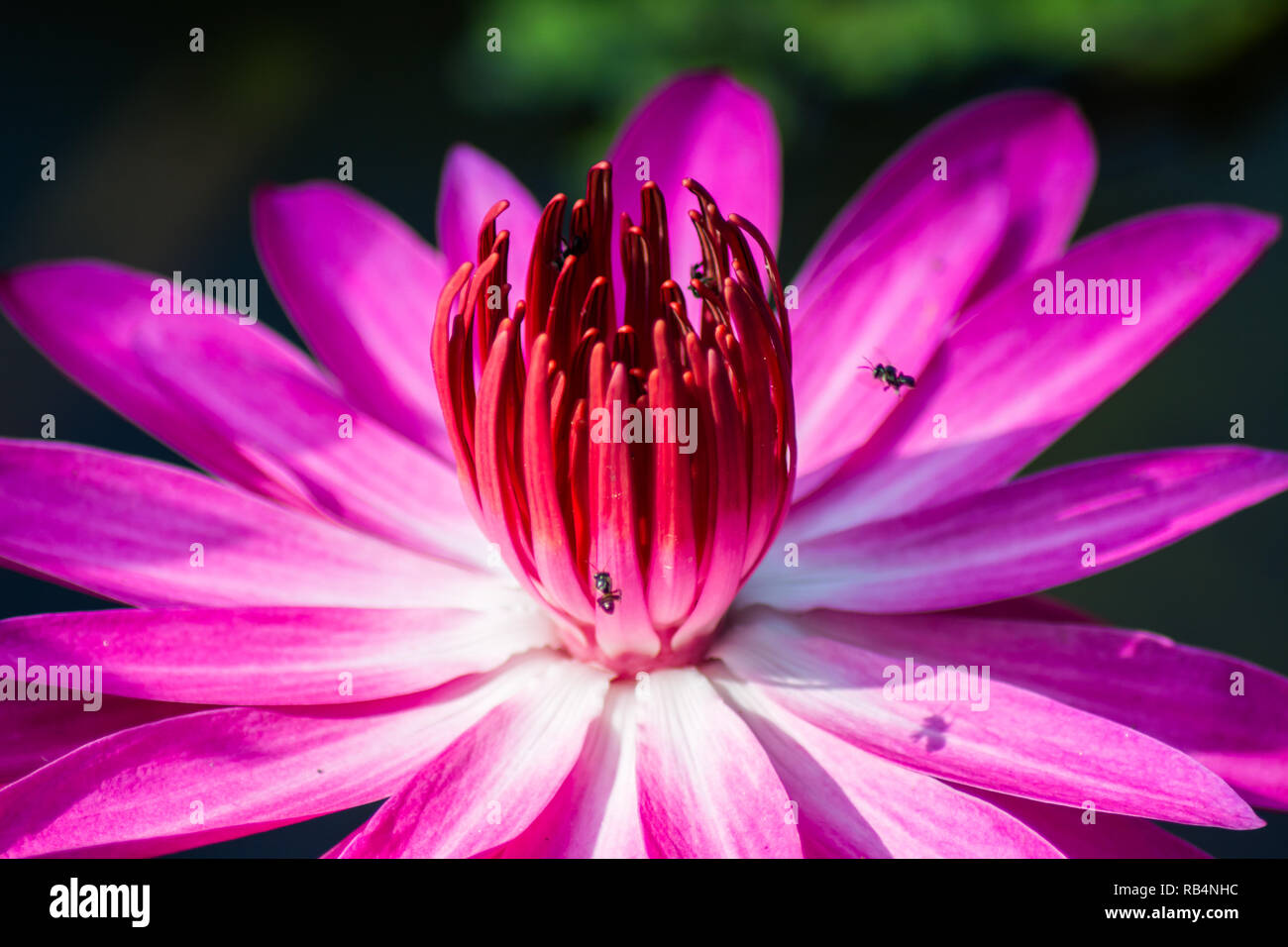 Lotus flower and insect hi-res stock photography and images - Alamy