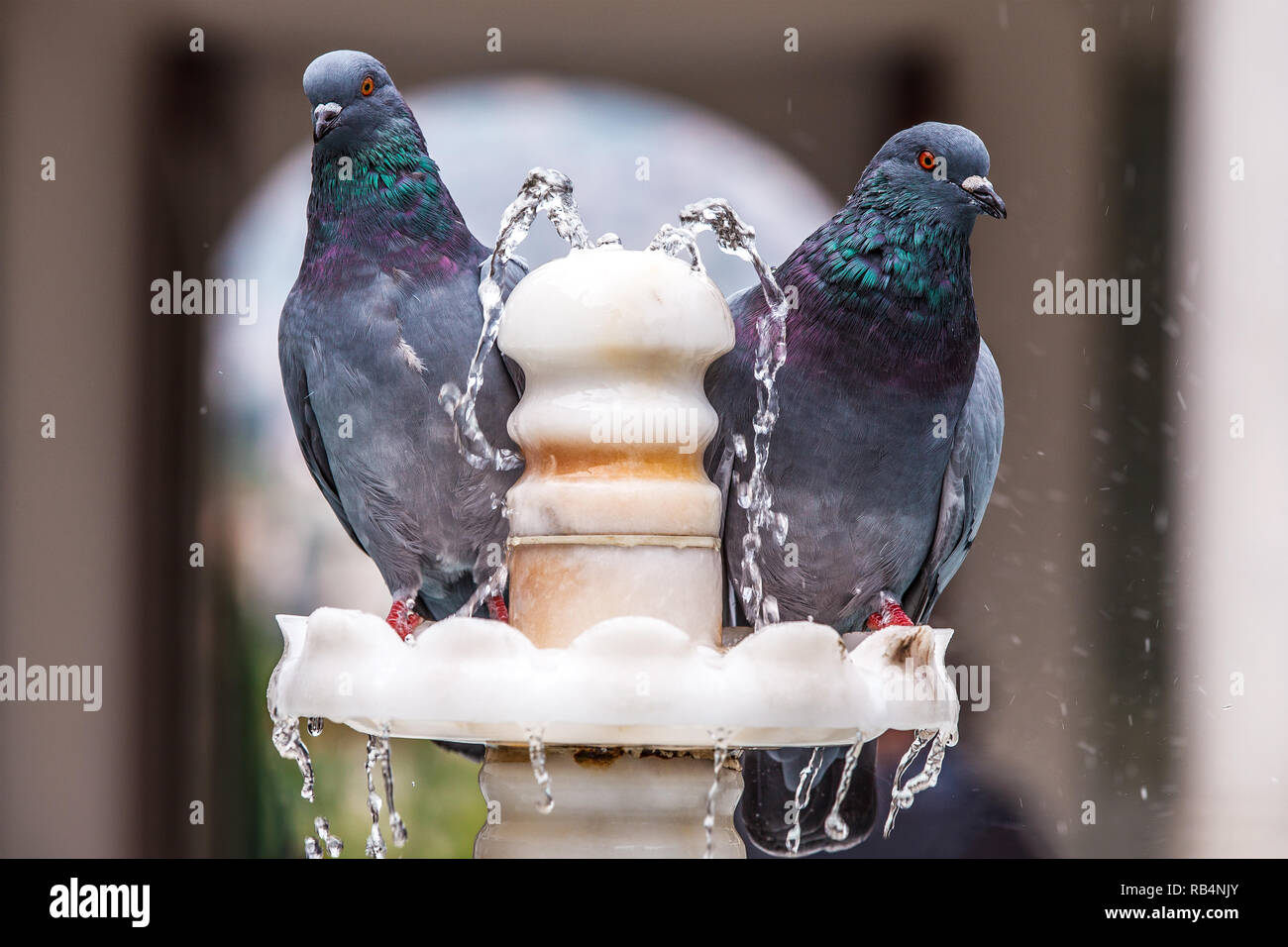 Two colorful pigeon, on fountain Stock Photo - Alamy