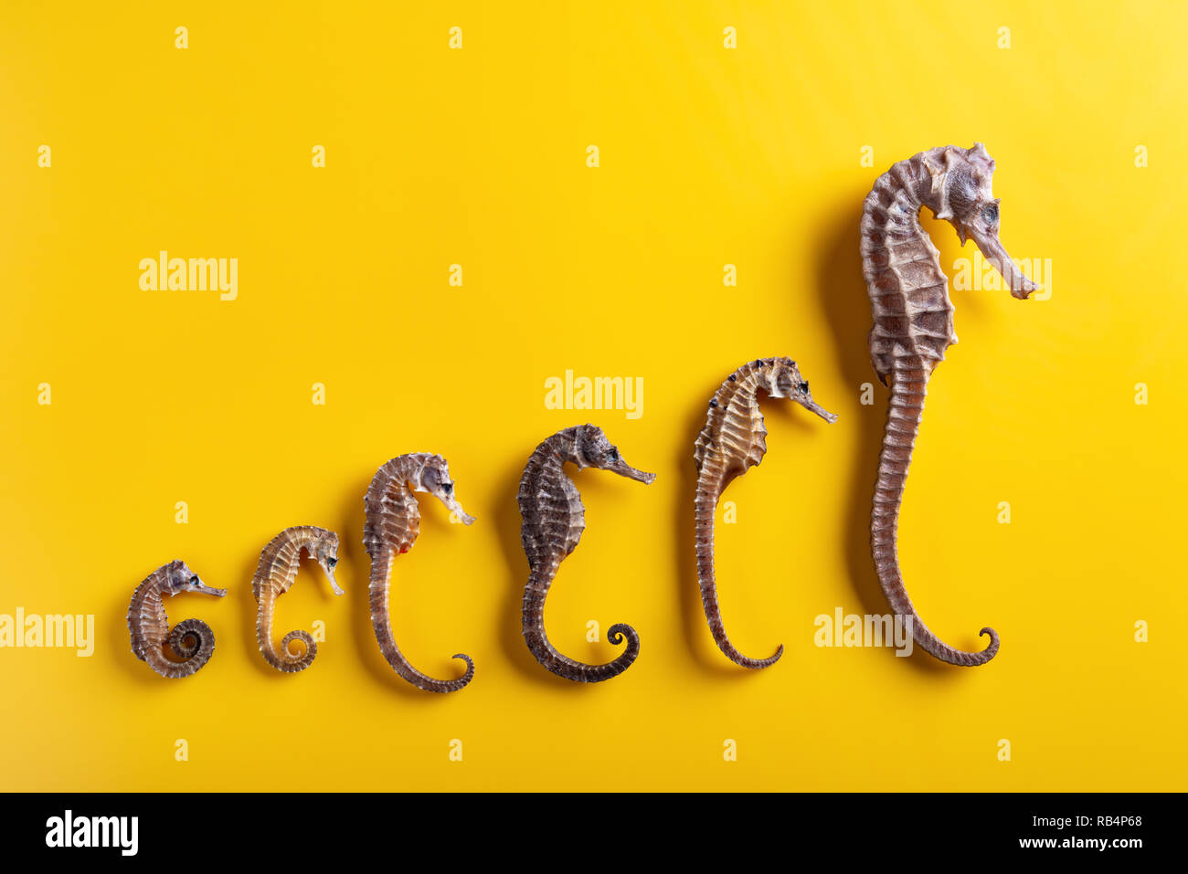 small to giant sizes dried seahorses line up on yellow background Stock ...