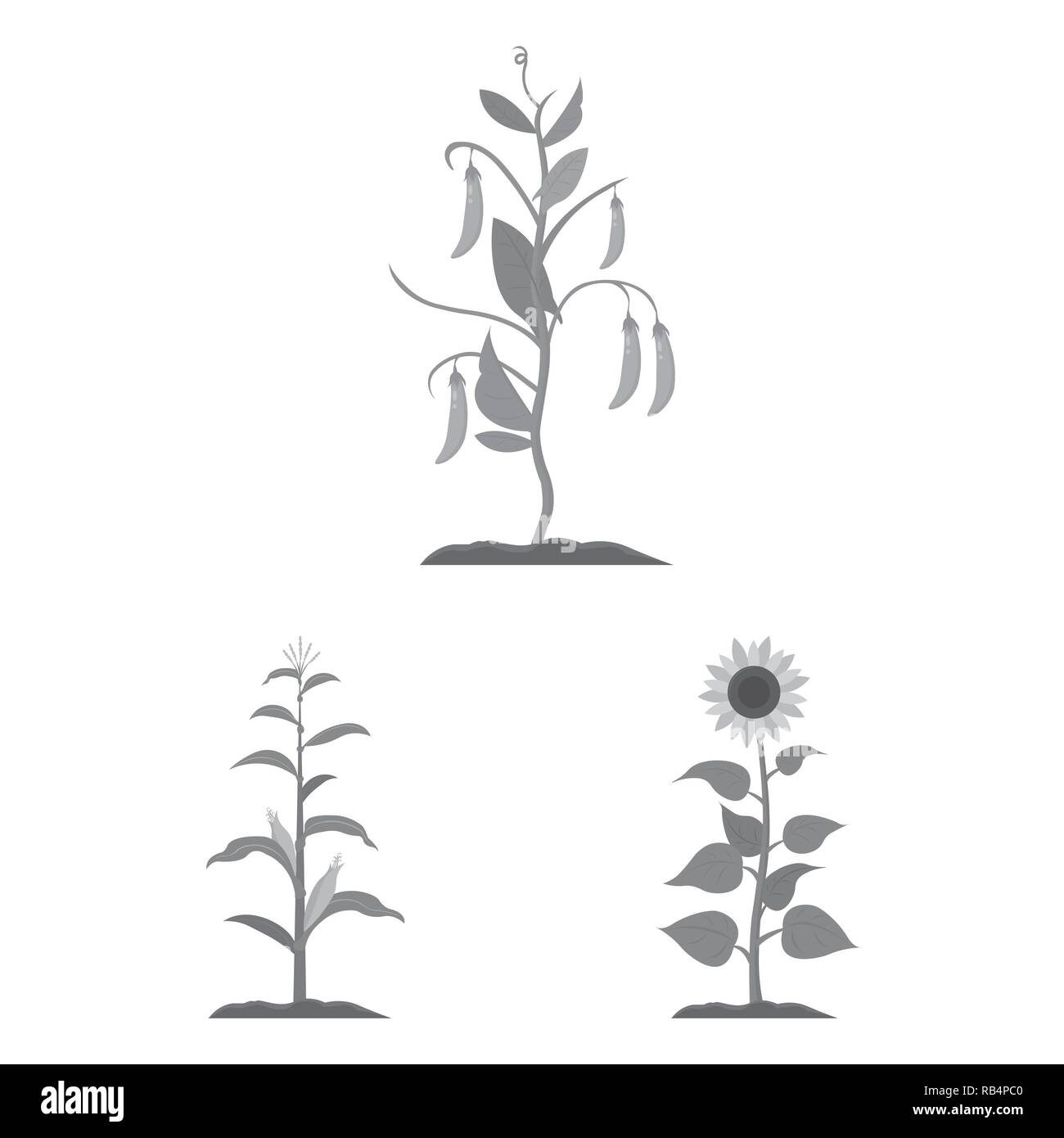 grow,root,cycle,development,seed,plant,bean,germinate,process,seedling ...