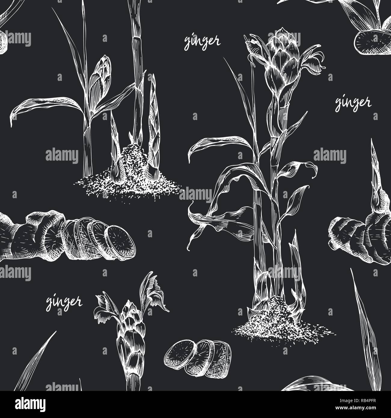 Seamless patternhand drawn of Ginger roots, lives and flowers in white ...