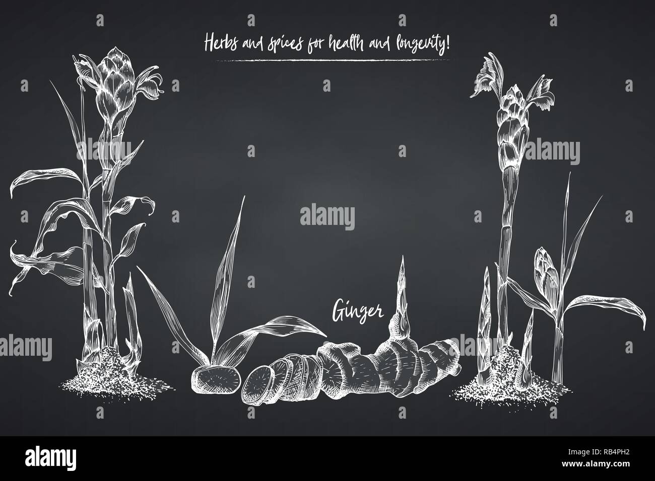 Set hand drawn of Ginger roots, lives and flowers in white chalk color ...