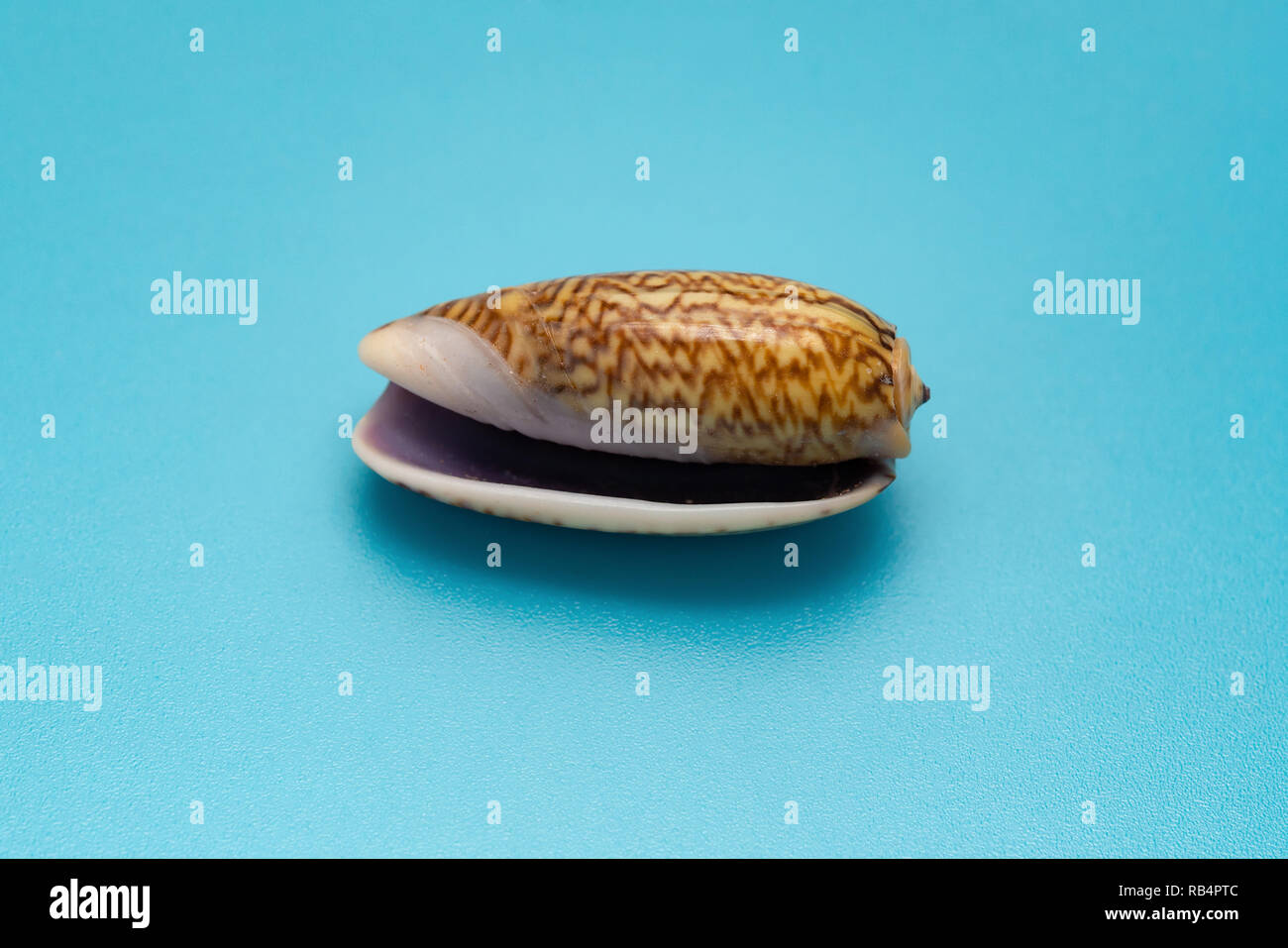 conch shell on a blue background Stock Photo - Alamy