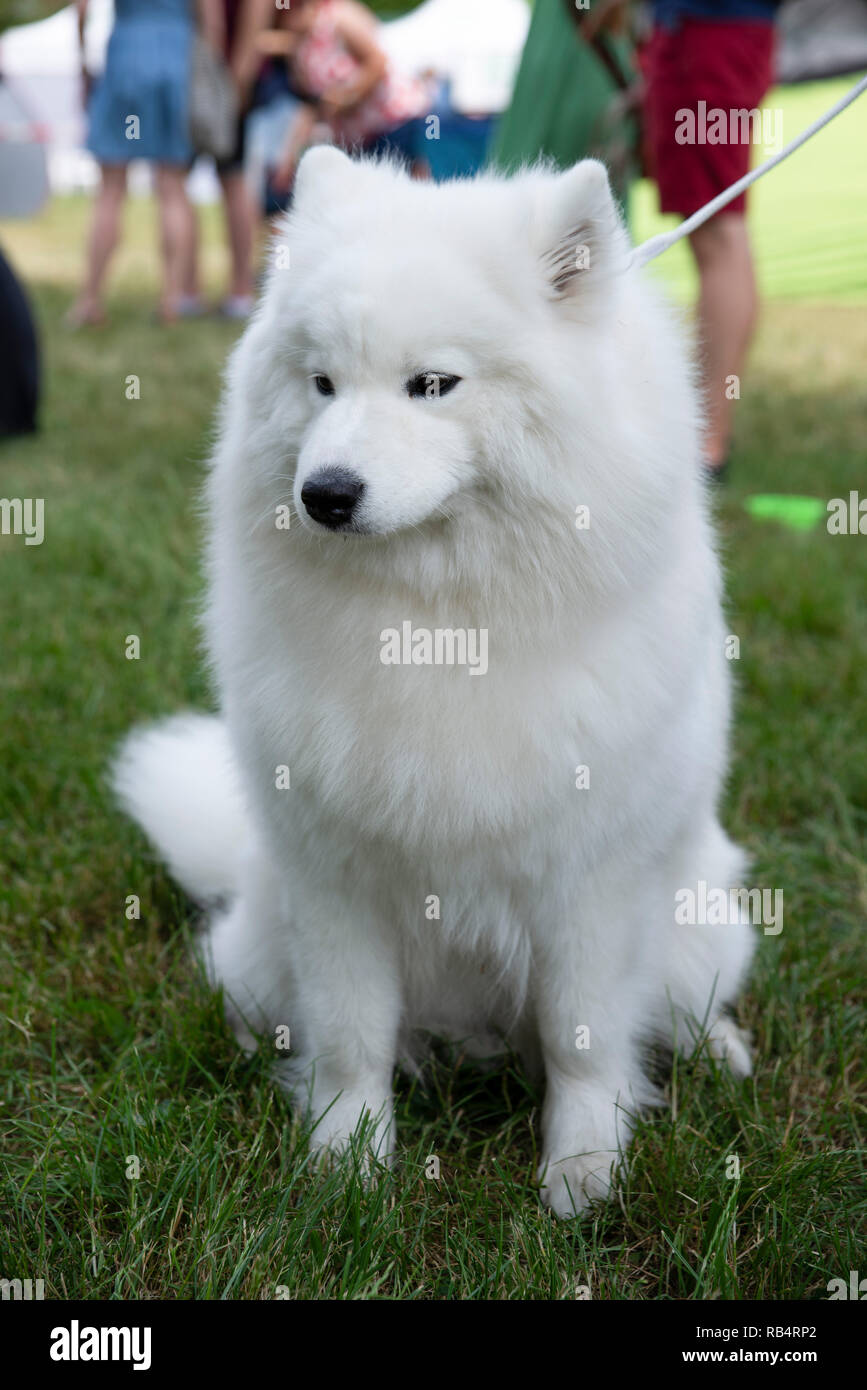 Samoyed breed grooming hi-res stock photography and images - Alamy