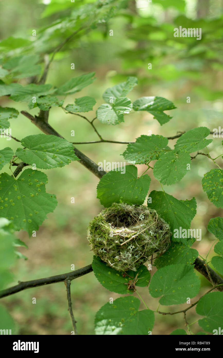 Nest birds house hi-res stock photography and images - Alamy