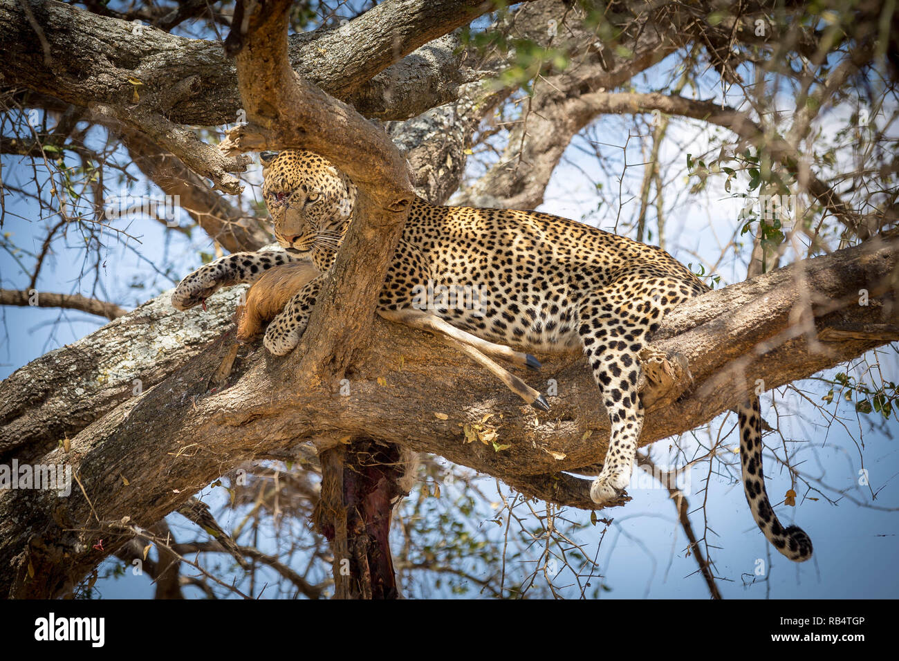 THIS ONE-EYED leopard’s wound looks reminiscent of Scar from The Lion ...