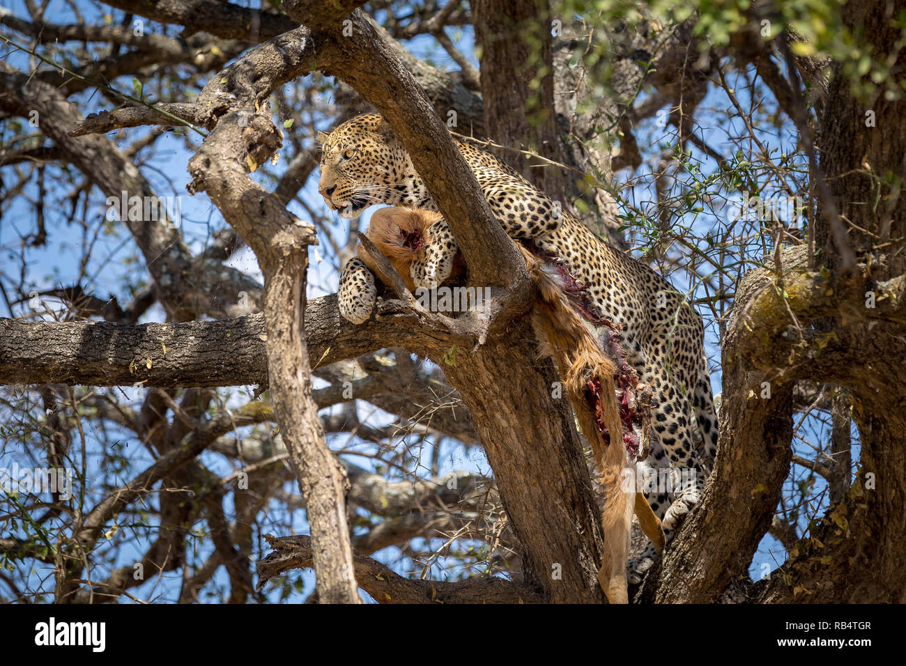 THIS ONE-EYED leopard’s wound looks reminiscent of Scar from The Lion ...