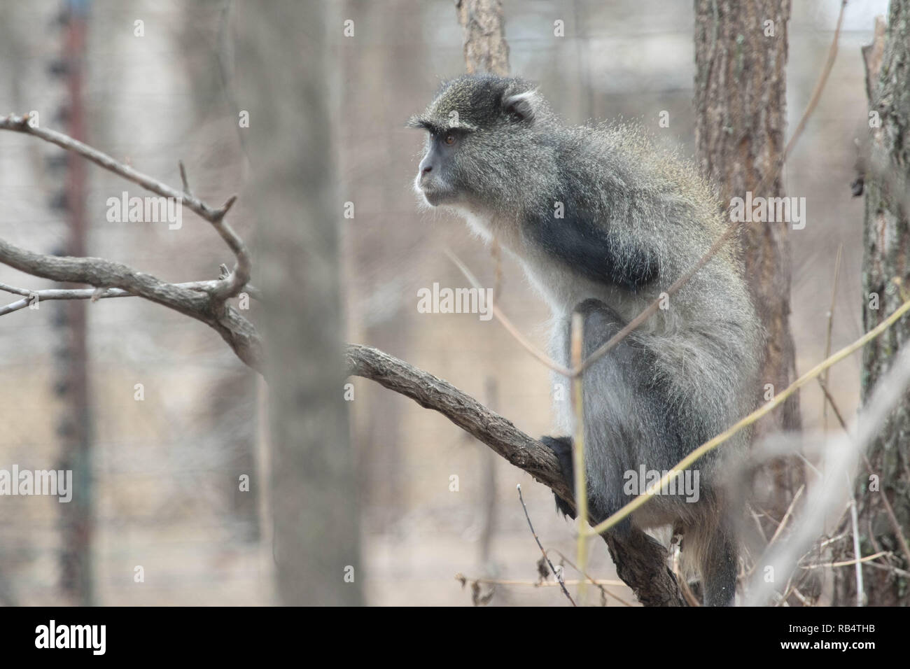 HEARTWARMING pictures and video footage have captured an armless monkey ...