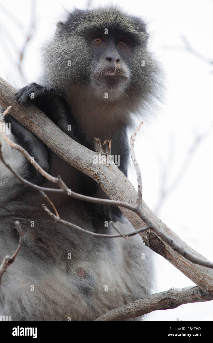 HEARTWARMING pictures and video footage have captured an armless monkey ...