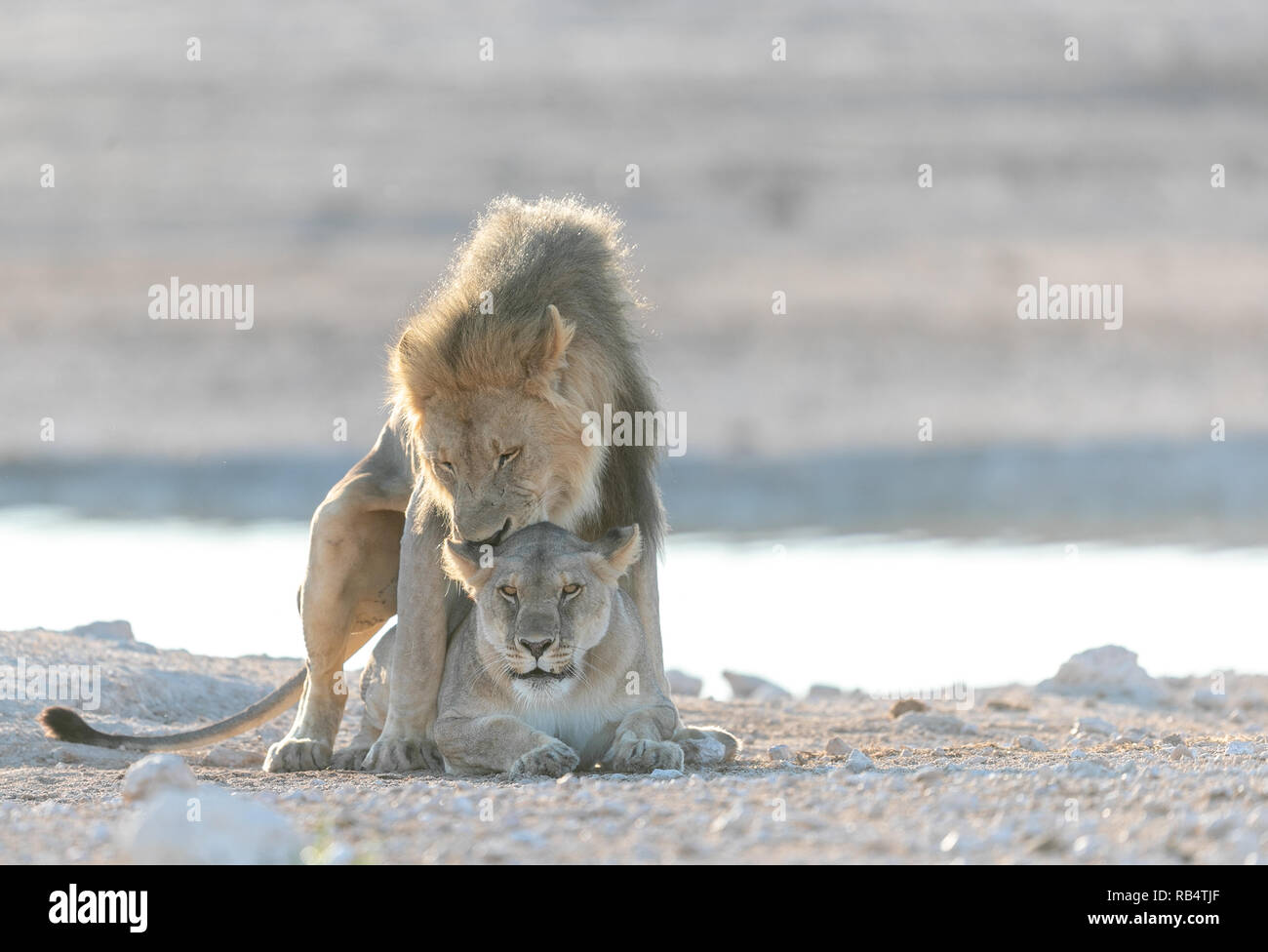 The male lion stands over one of the female lions. NAMIBIA, AFRICA ...