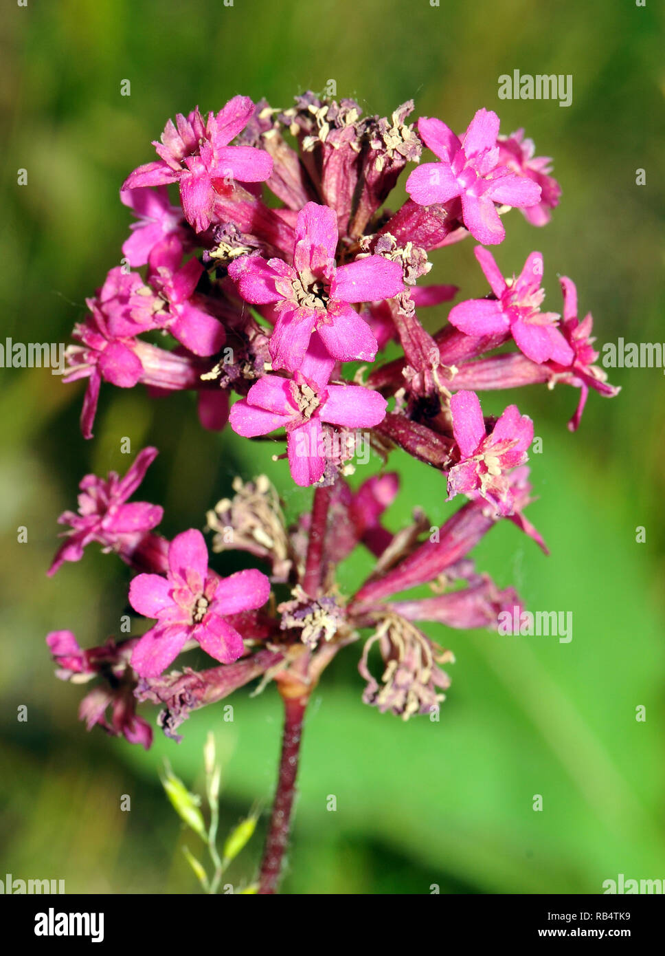 Clammy High Resolution Stock Photography and Images - Alamy