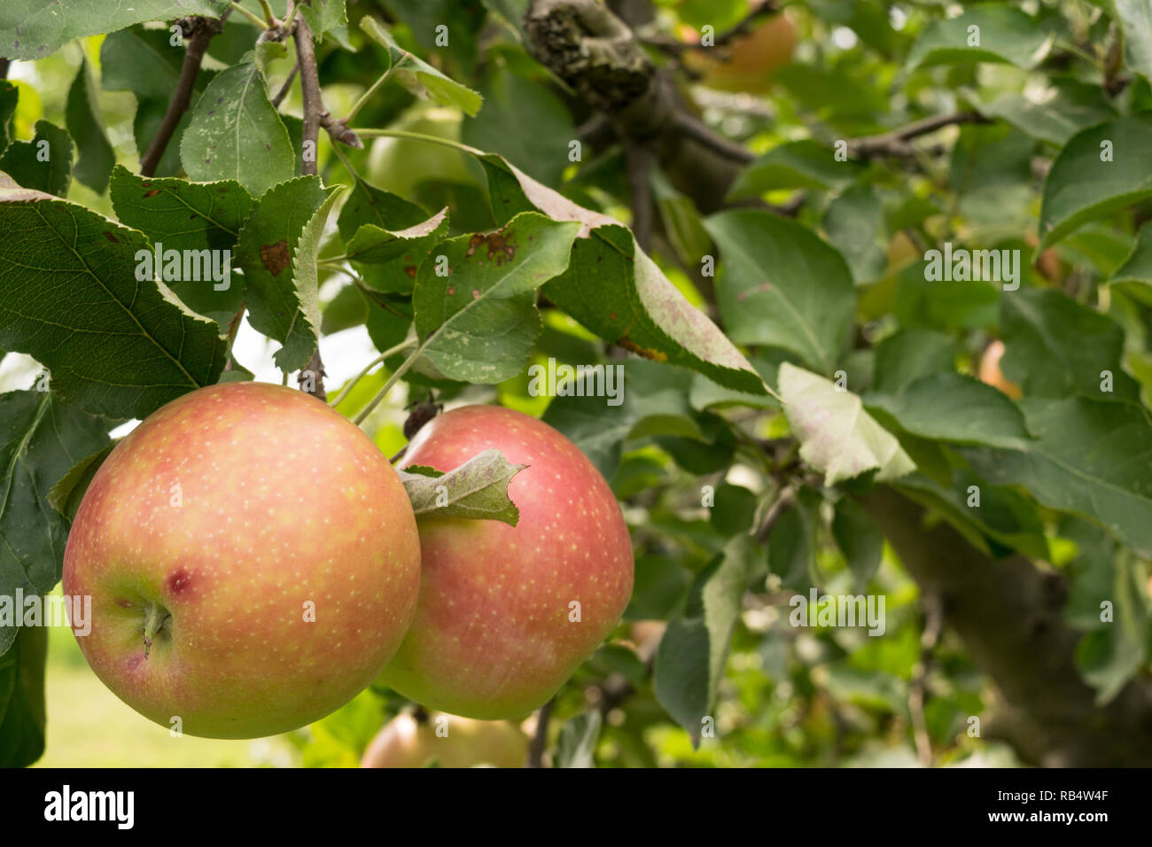 Ripen apples hi-res stock photography and images - Alamy