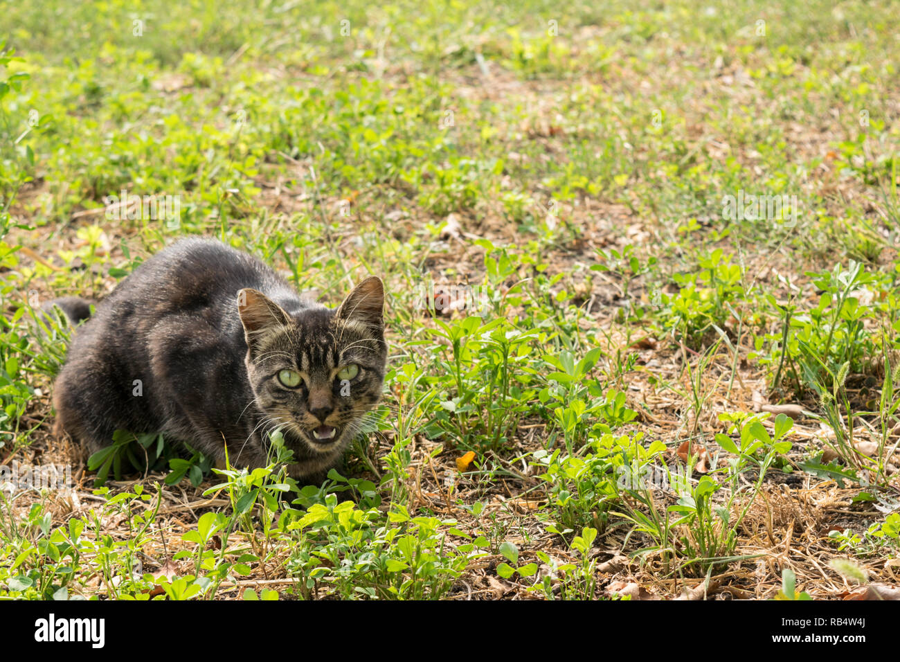 Aggressive cat posture on the lawn with copy space Stock Photo - Alamy