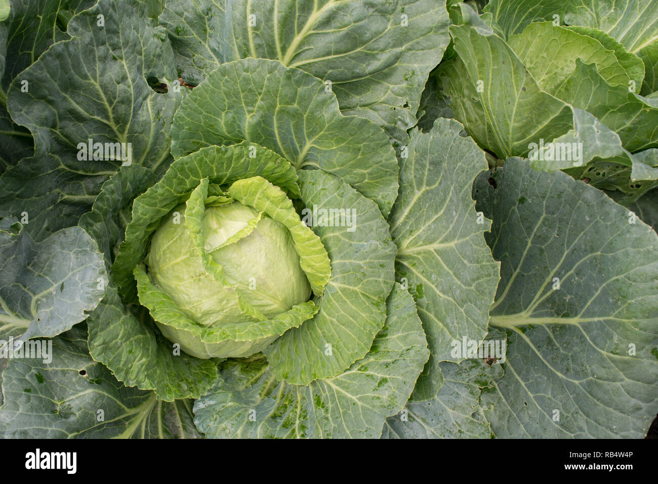 green organic cabbage close up background Stock Photo - Alamy