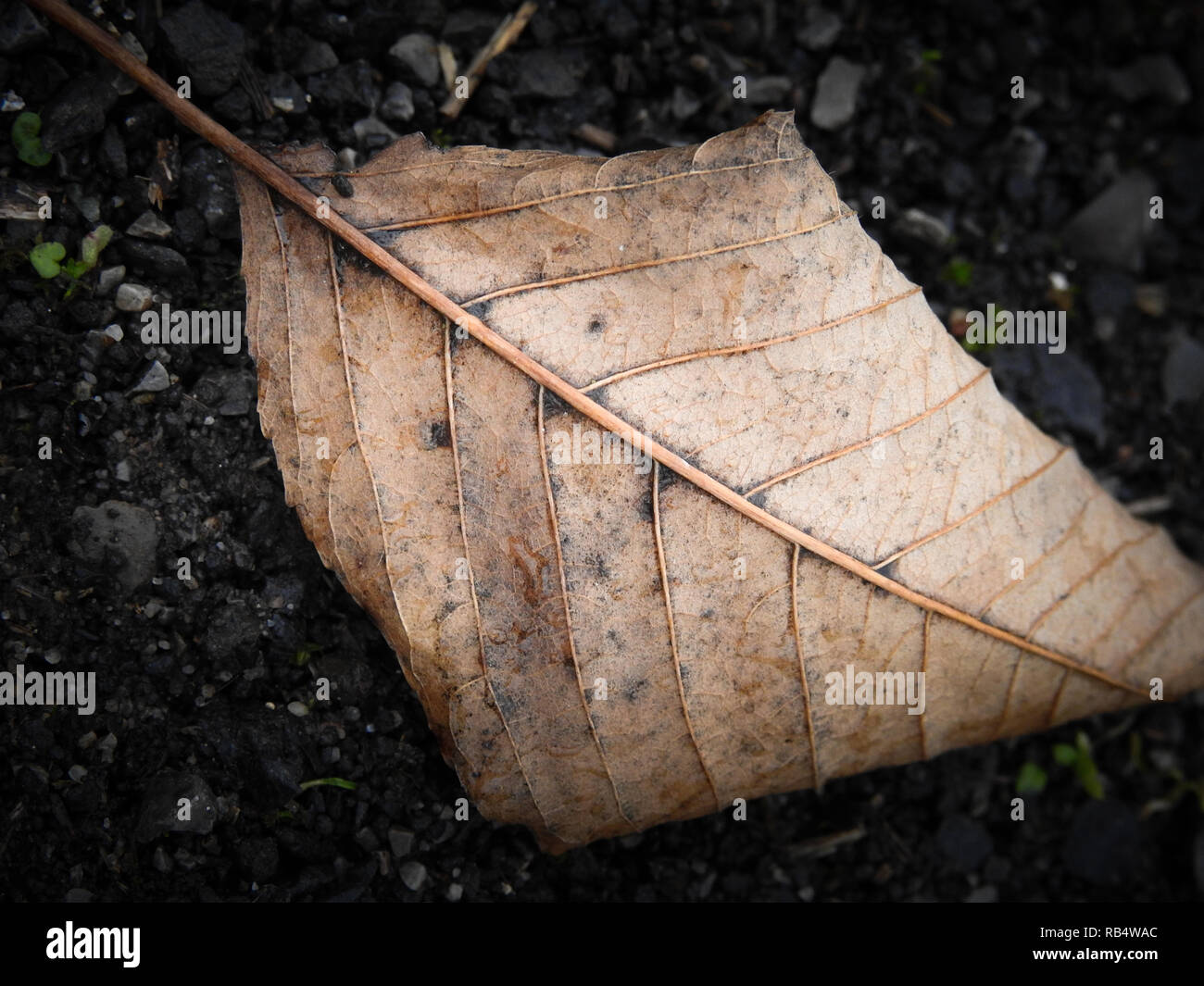 Leaf falling season hi-res stock photography and images - Alamy