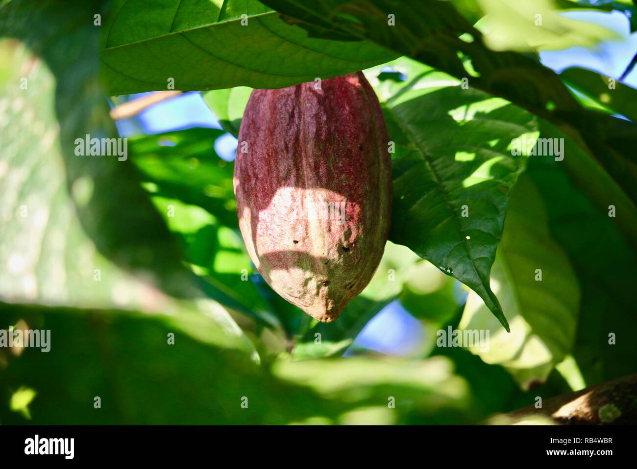 Tree with large pink and green leaves hi-res stock photography and ...
