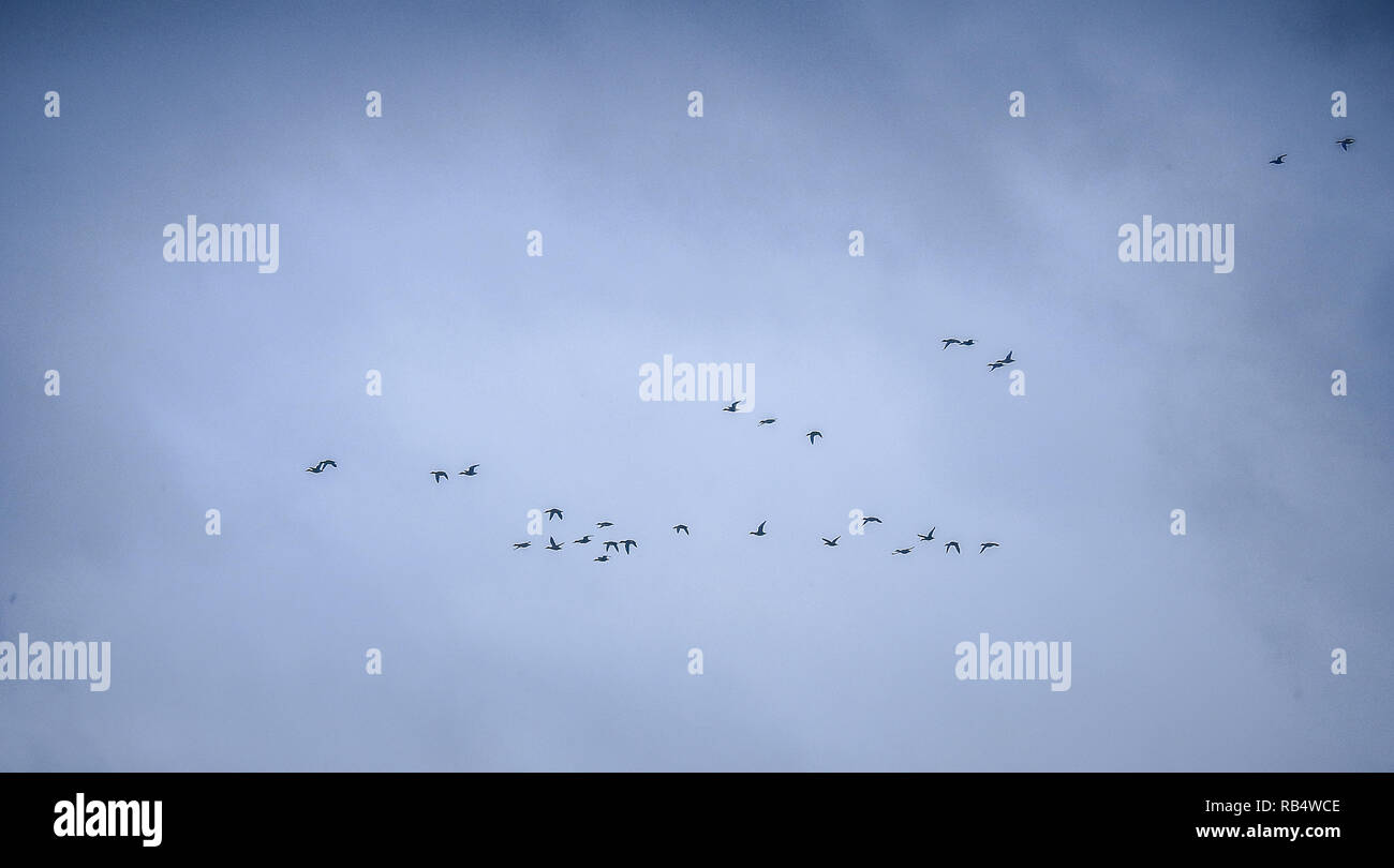 Flying group of birds Stock Photo - Alamy