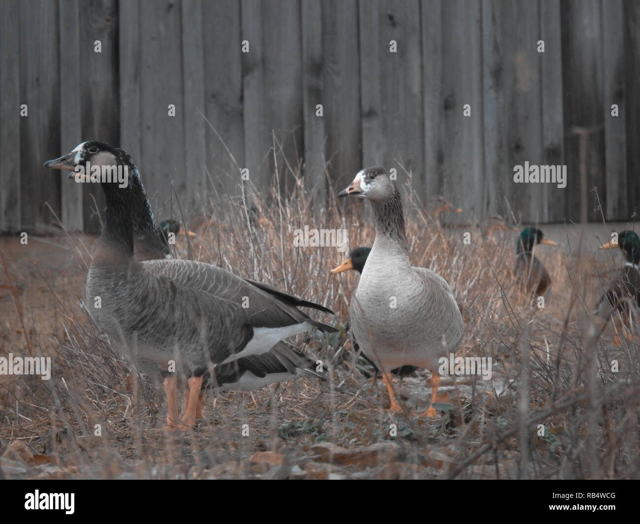 Group of ducks Stock Photo - Alamy