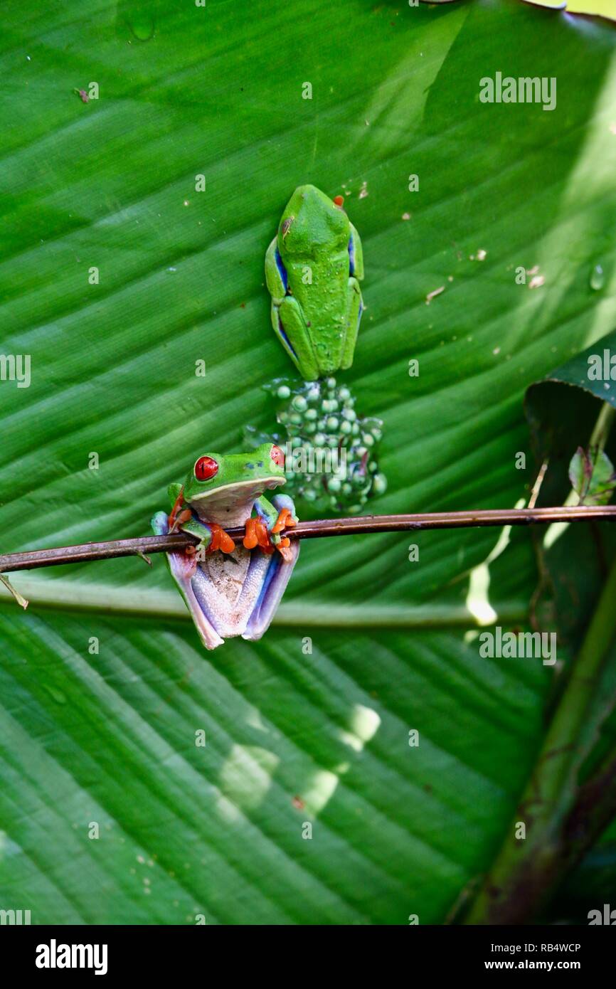Red Eyed Tree Frogs with eggs in the jungles of Costa Rica Stock Photo ...