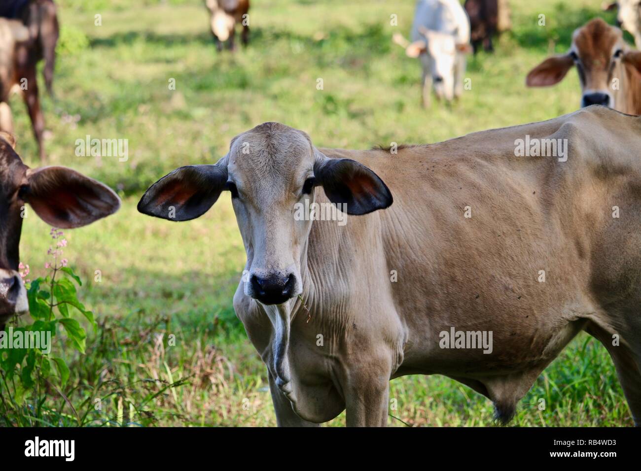 Brahman cattle costa rica hi-res stock photography and images - Alamy