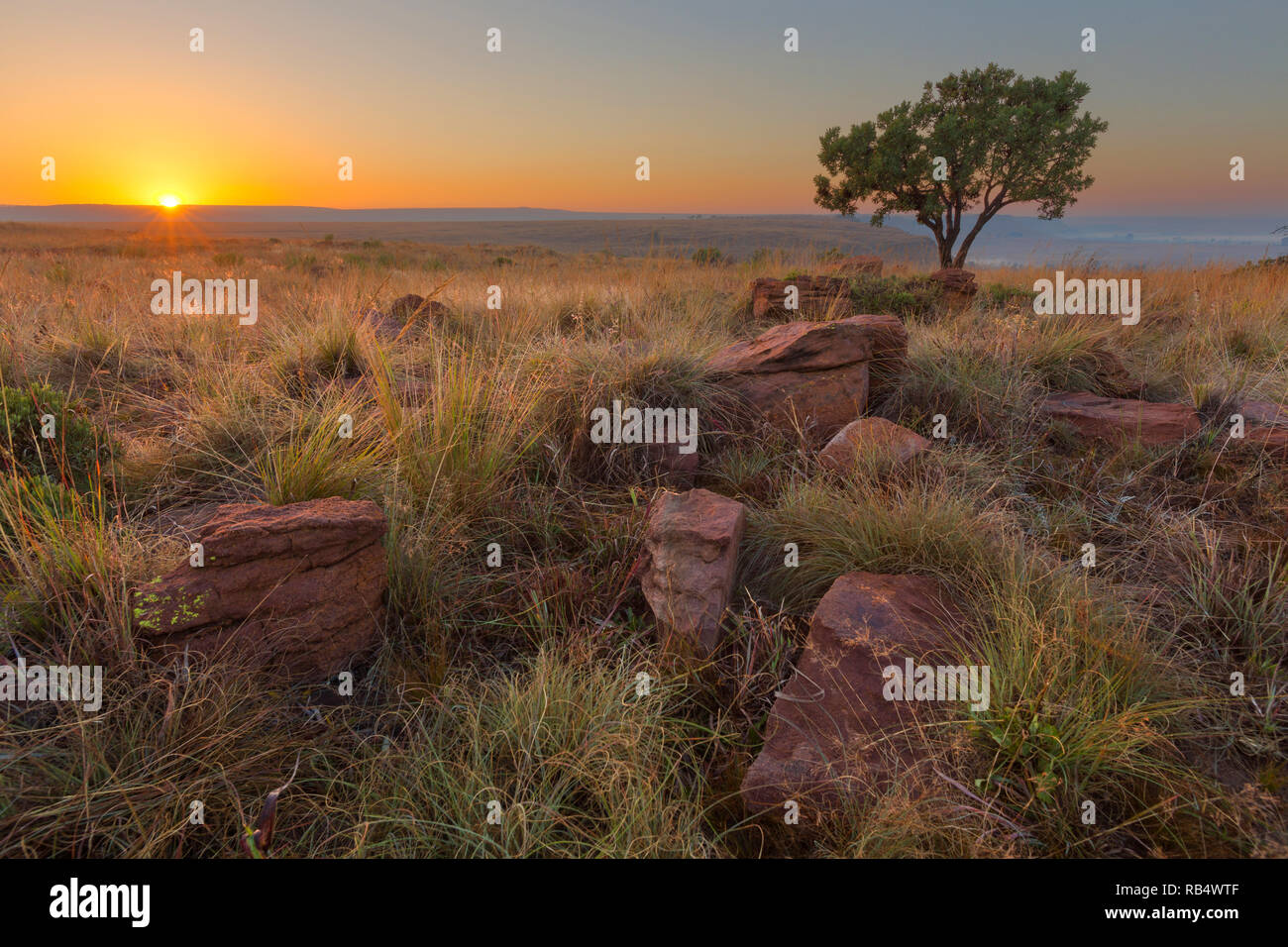 Highveld grass hi-res stock photography and images - Alamy