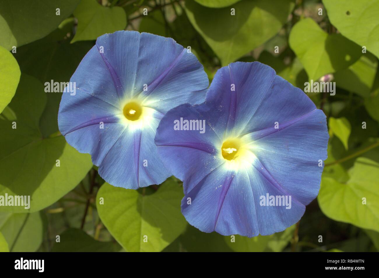 Blue morning glories hi-res stock photography and images - Alamy