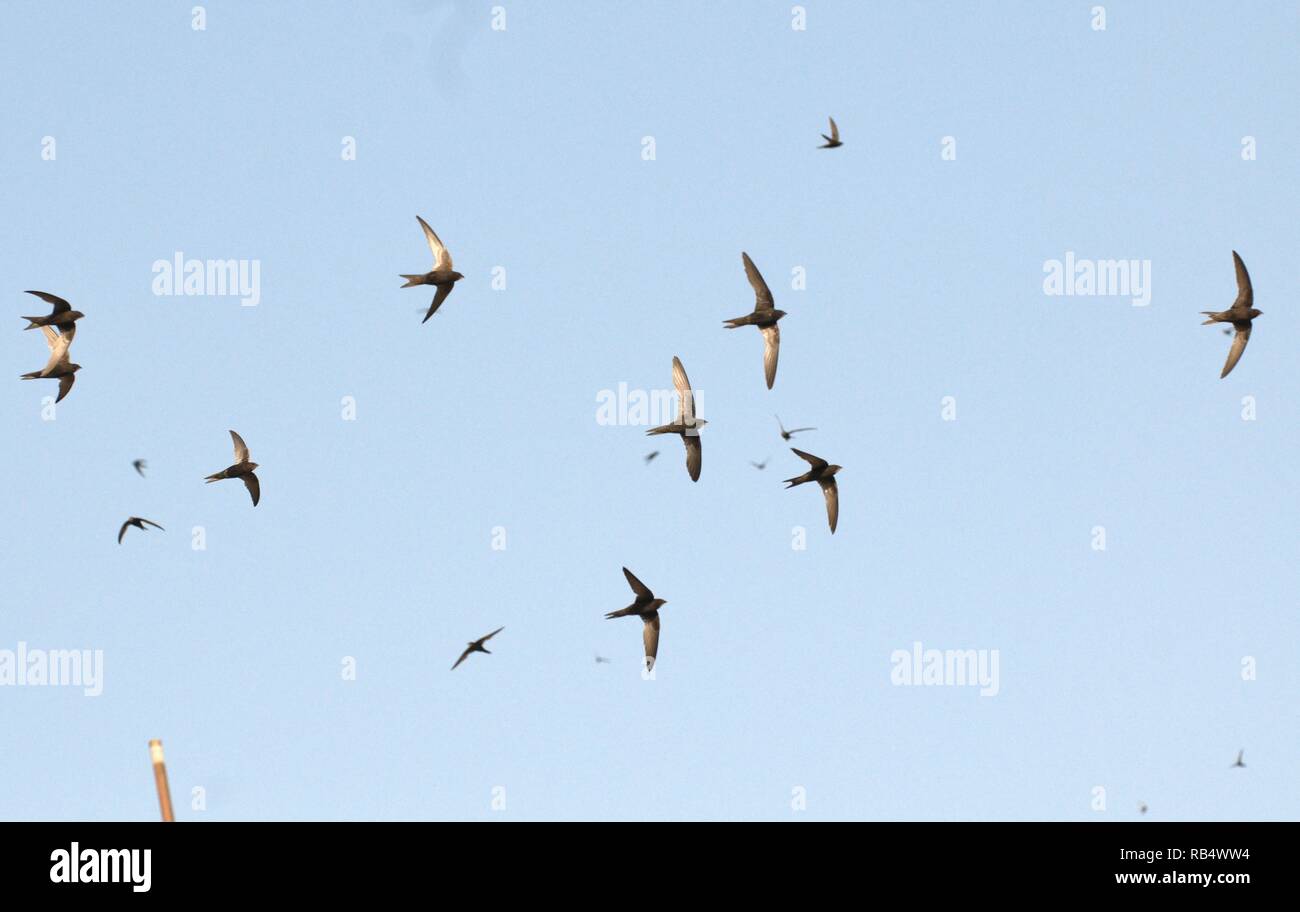 Apus apus hi-res stock photography and images - Alamy