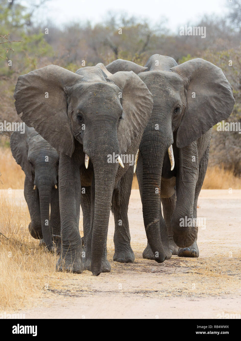 African Elephants Walking Stock Photo - Alamy