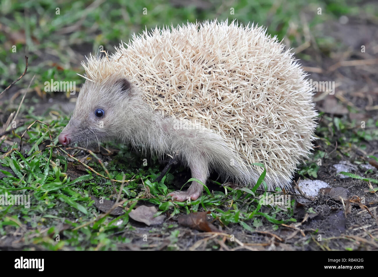Northern white-breasted hedgehog - white version, Nördlicher ...