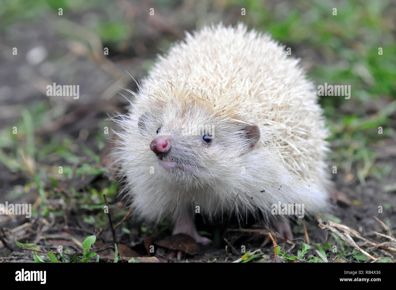 Northern white-breasted hedgehog - white version, Nördlicher ...