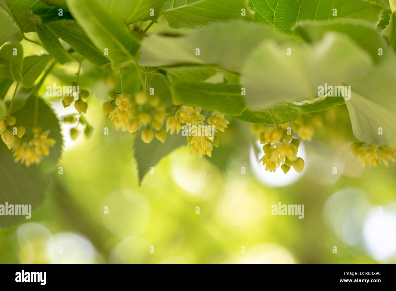 Beautiful linden branches with flowering buds close-up Stock Photo - Alamy