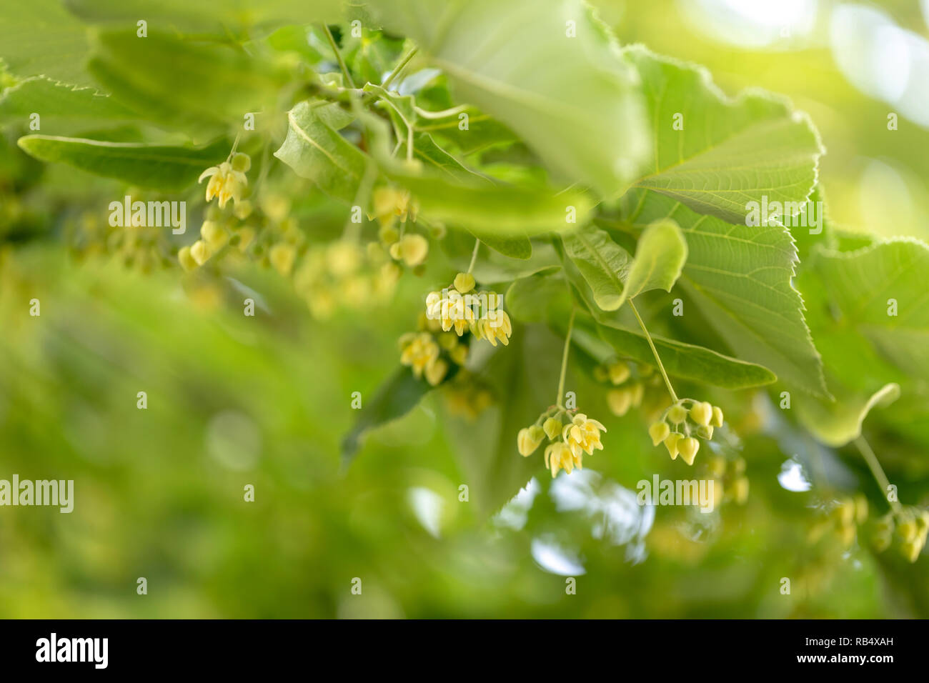 Beautiful linden branches with flowering buds close-up Stock Photo - Alamy