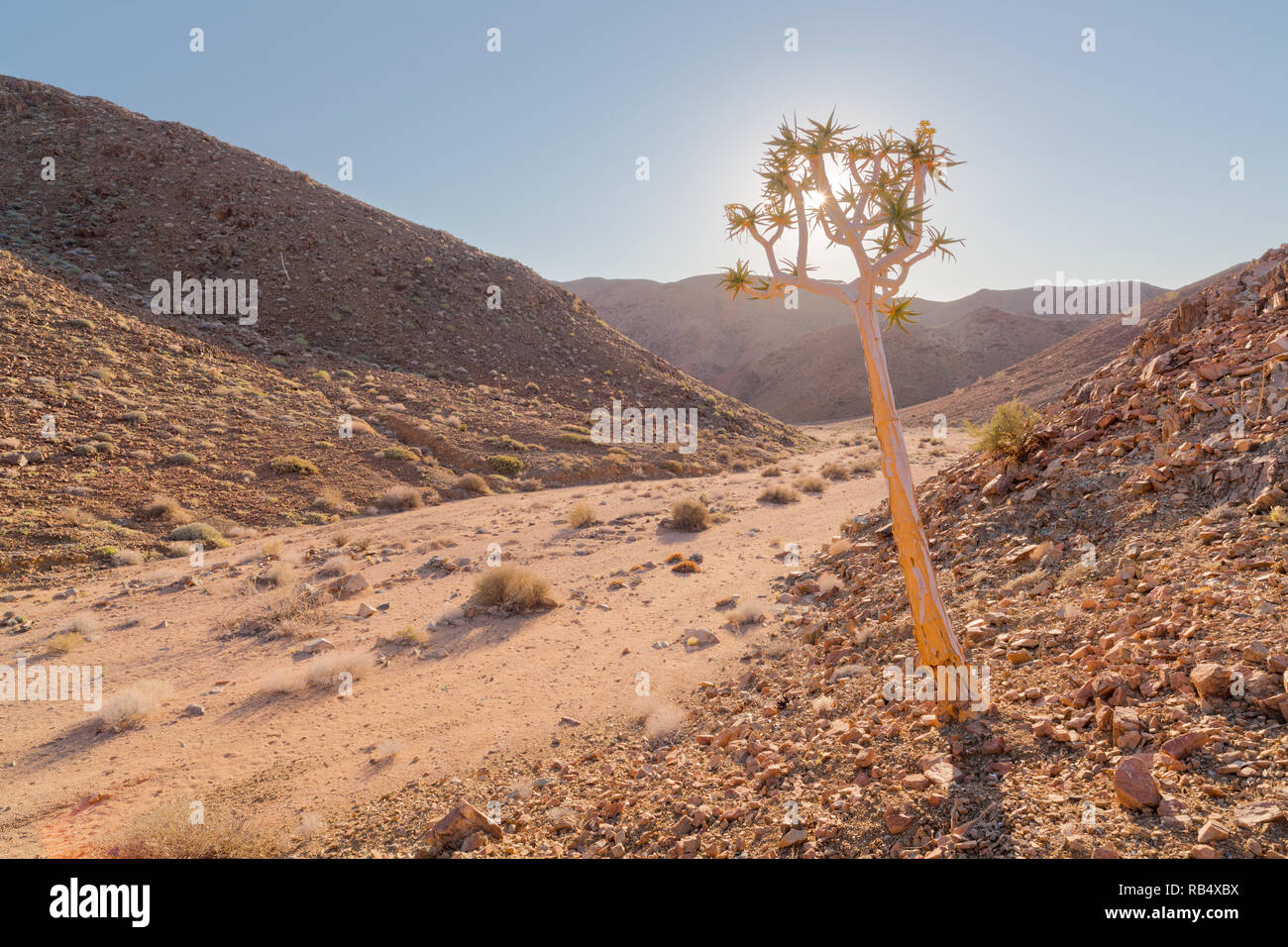 Quiver Tree in the valley Stock Photo - Alamy