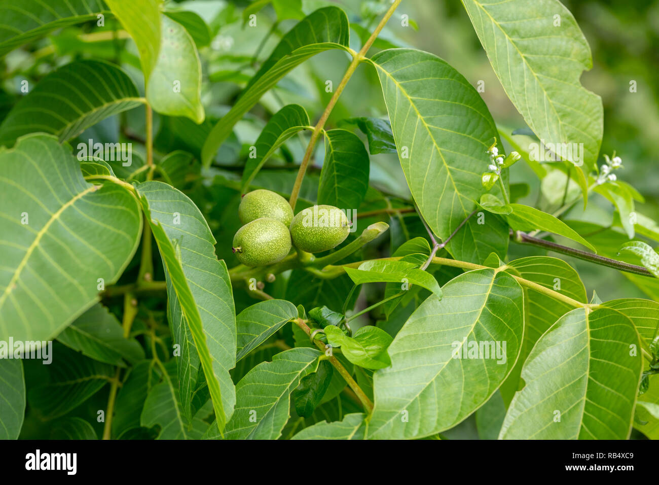 Green walnut at a tree branch with blurred background Stock Photo - Alamy