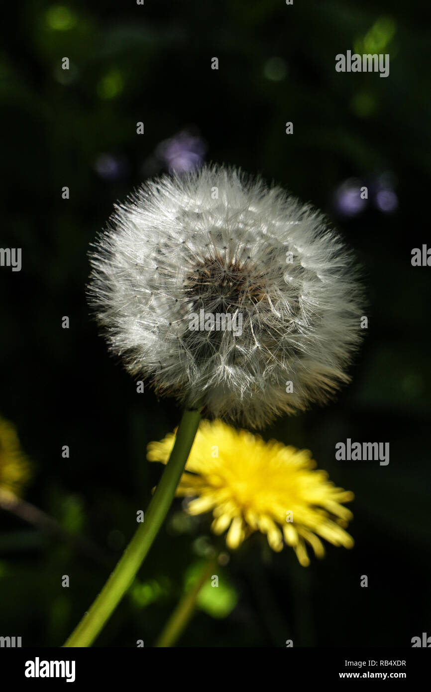 Puffball flowers hi-res stock photography and images - Alamy