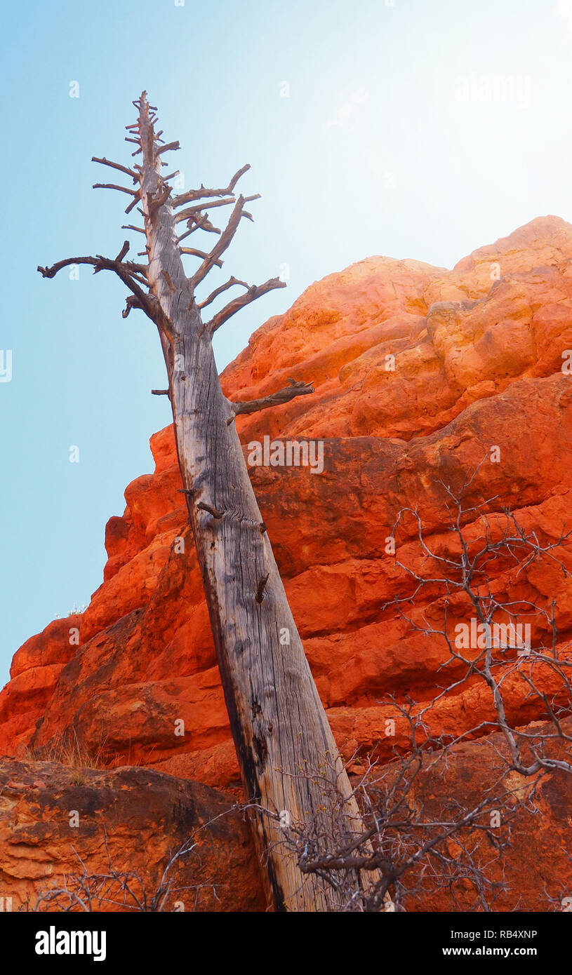 Dead tree in front of the intensive red rocks of Dixie National Forest ...