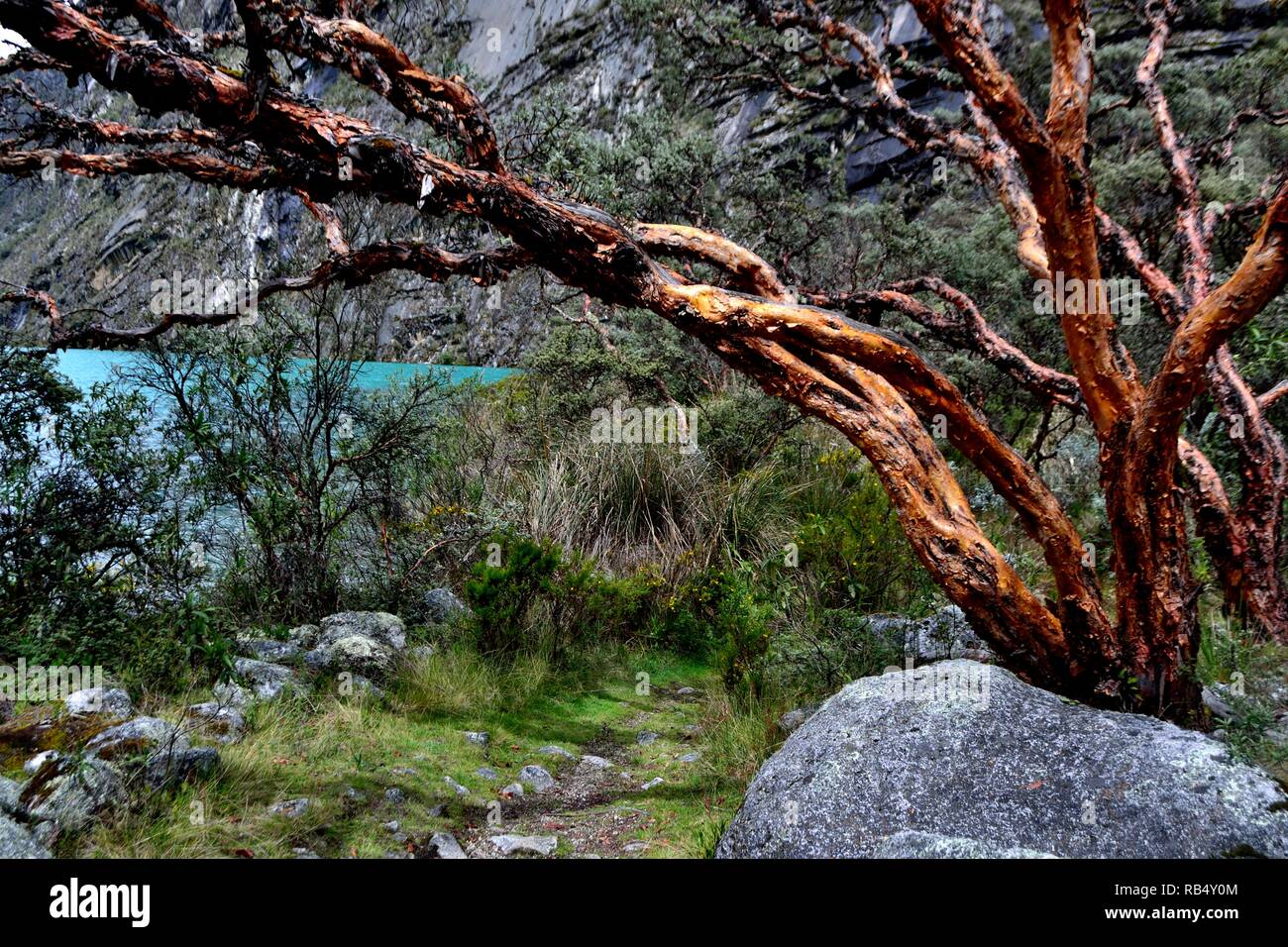 Quenua tree - Llanganuco lagoons - National park HUASCARAN. Department ...