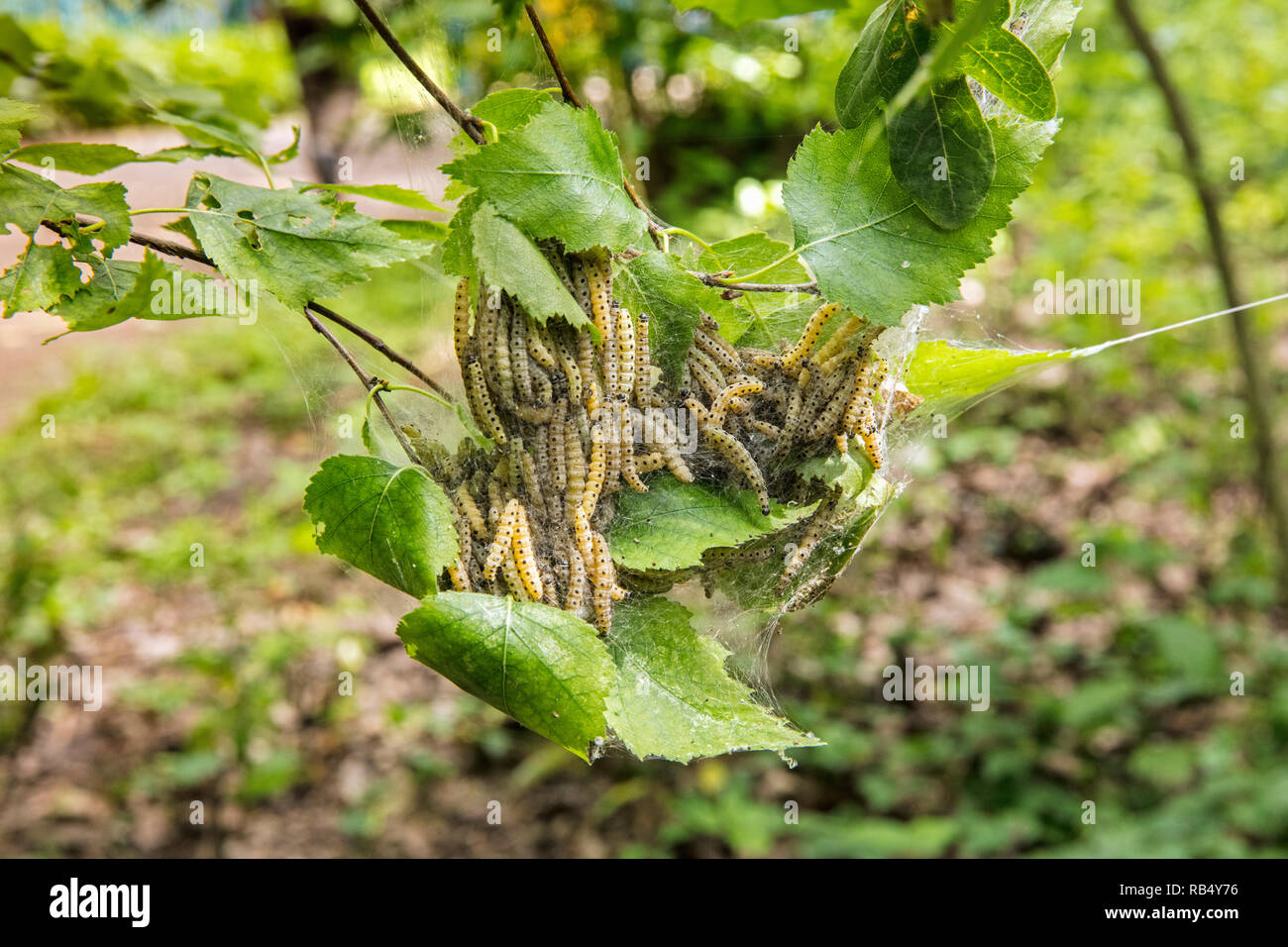 Leopard moth hi-res stock photography and images - Alamy