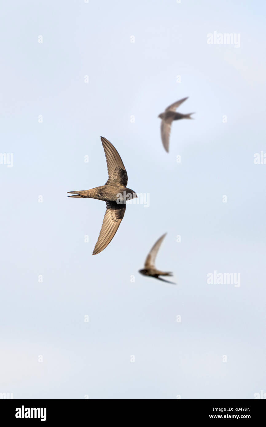 The Netherlands, Amsterdam, Common swifts (Apus apus) flying Stock ...