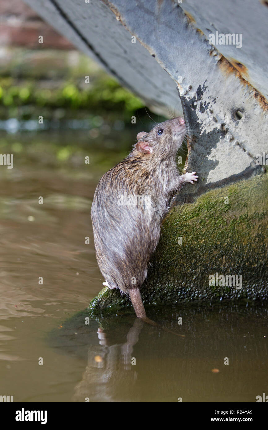 The Netherlands, Amsterdam, Brown rat (Rattus norvegicus) in canal ...