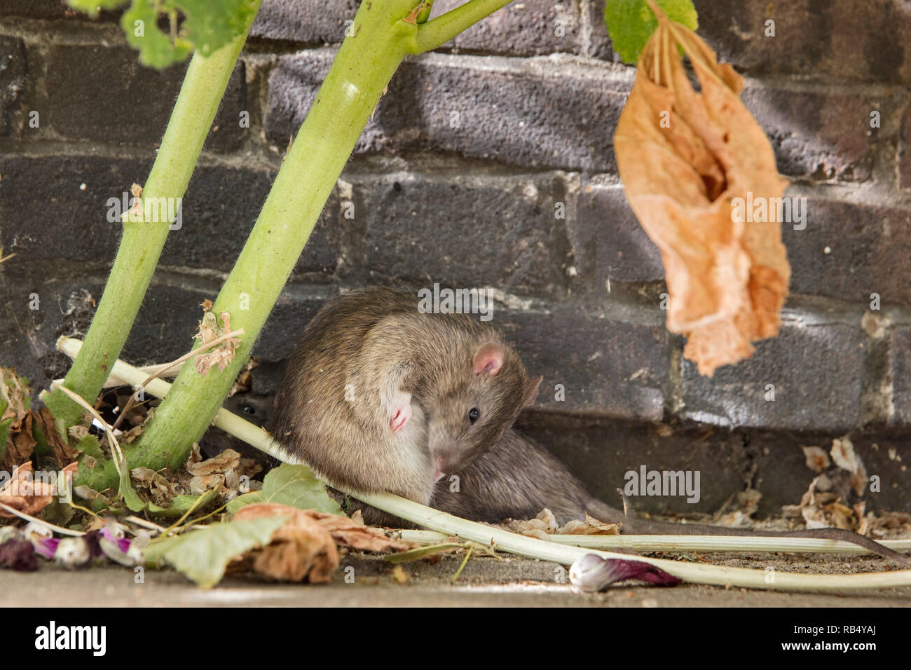 Rattus norvegicus canal hi-res stock photography and images - Alamy