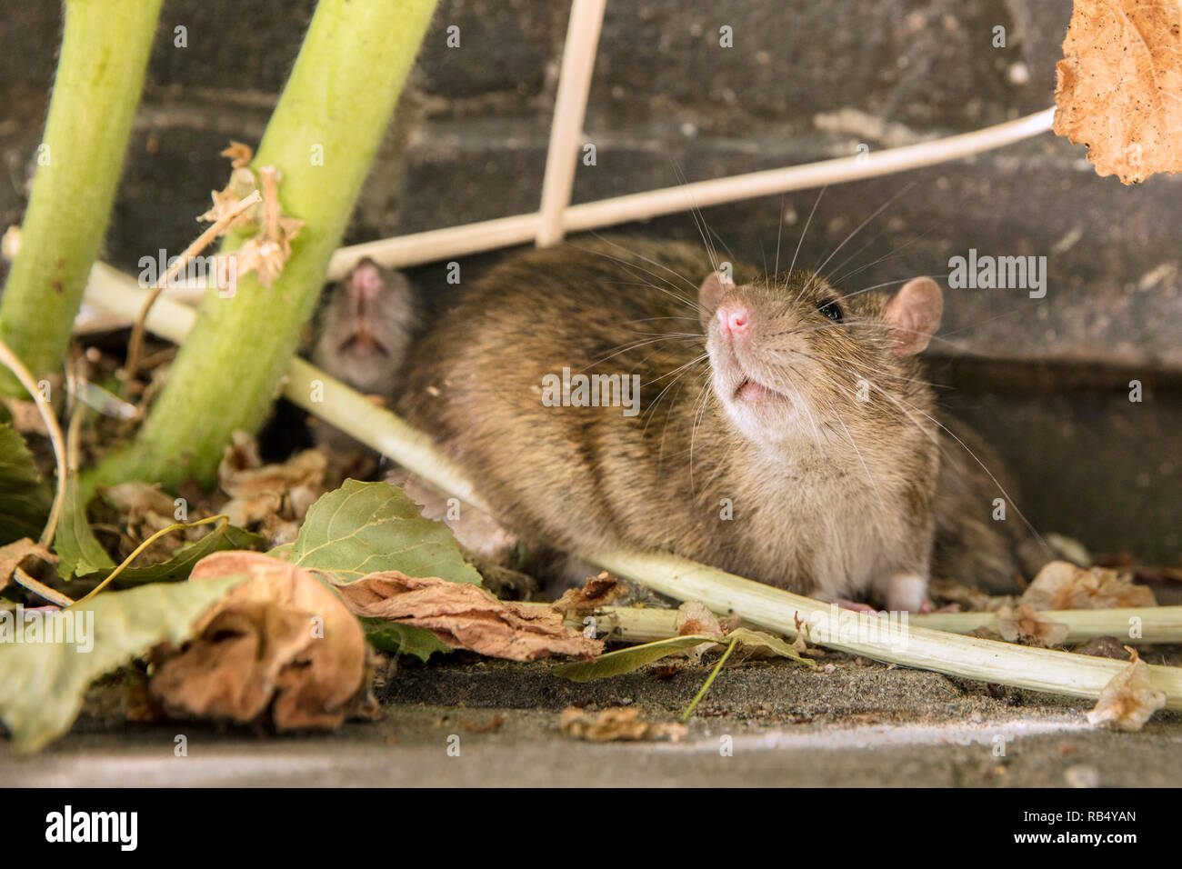 Jungle rats hi-res stock photography and images - Alamy