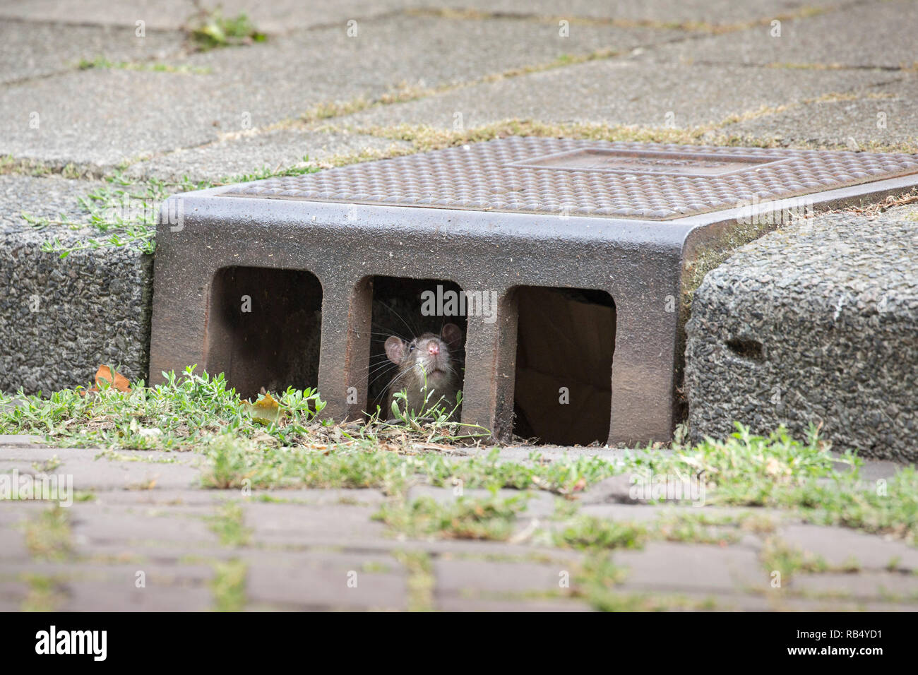 The Netherlands, Amsterdam, Brown rat (Rattus norvegicus) in drainage ...
