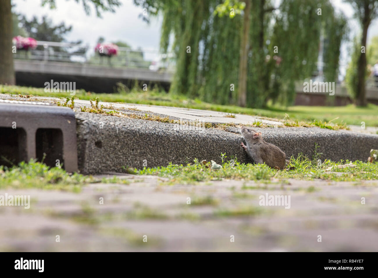 The Netherlands, Amsterdam, Brown rat (Rattus norvegicus) near drainage ...