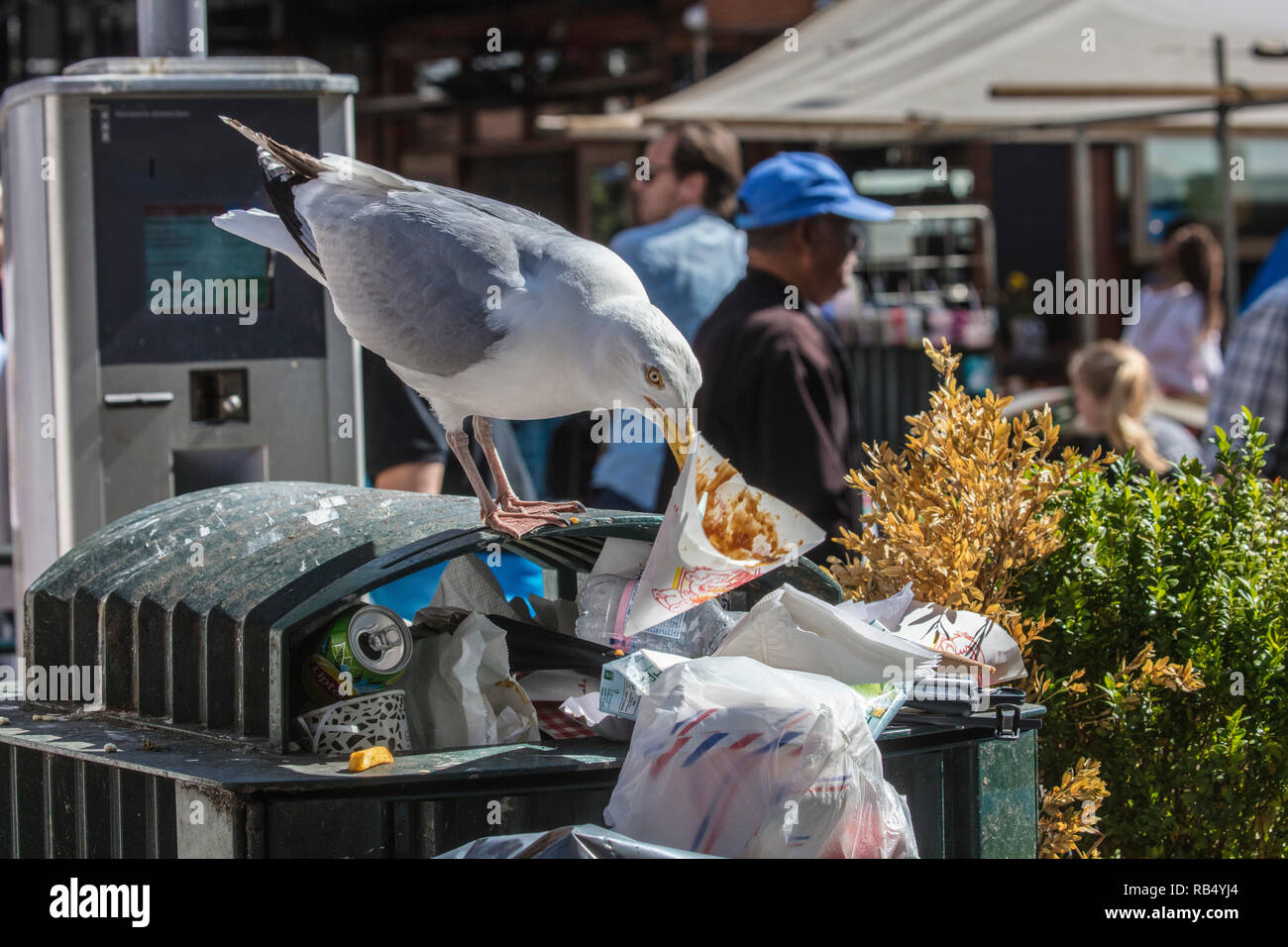 The Netherlands, Amsterdam, Albert Cuyp market. Gull steals french ...
