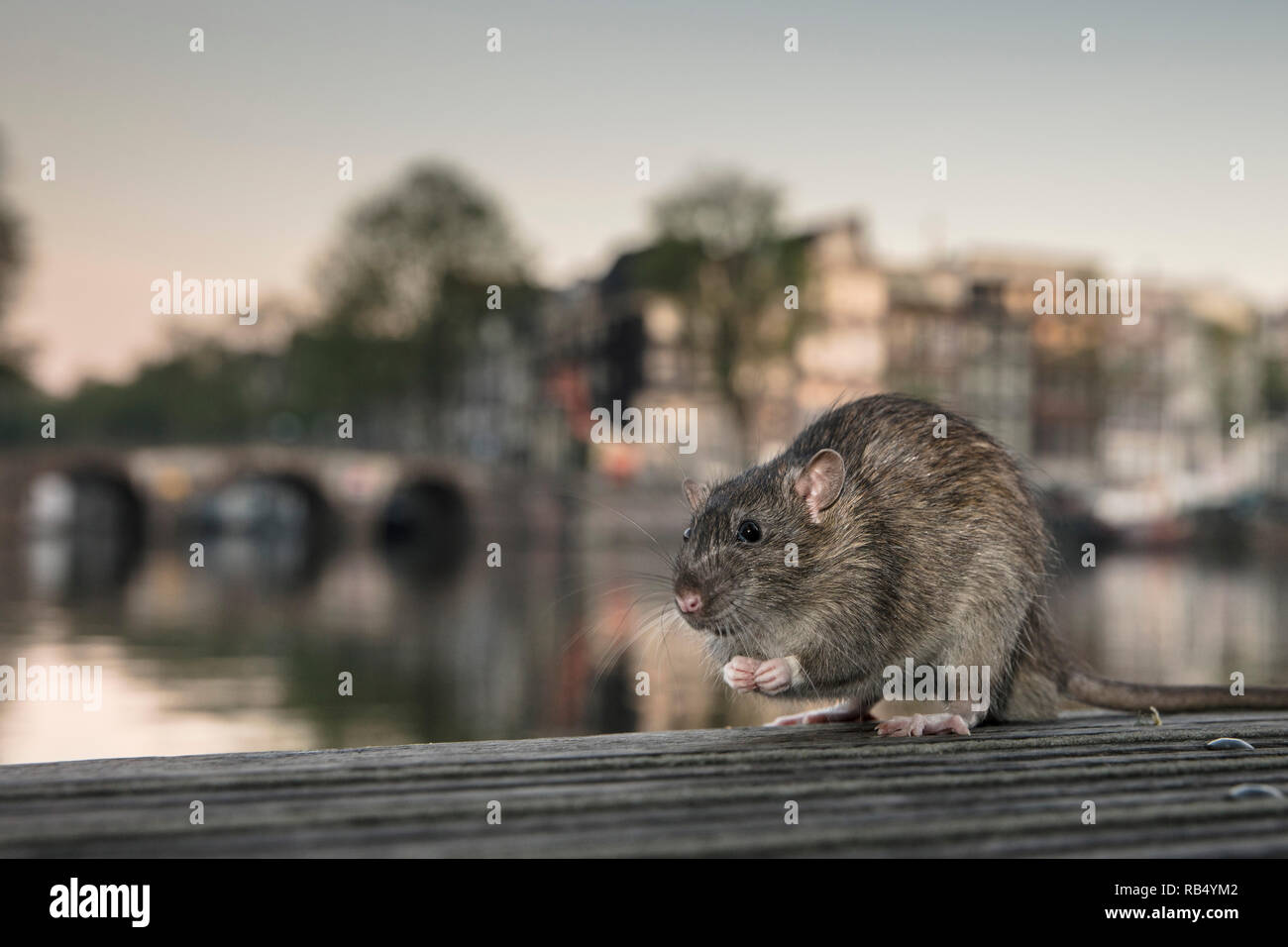 The Netherlands, Amsterdam, Brown rat (Rattus norvegicus) on jetty in ...